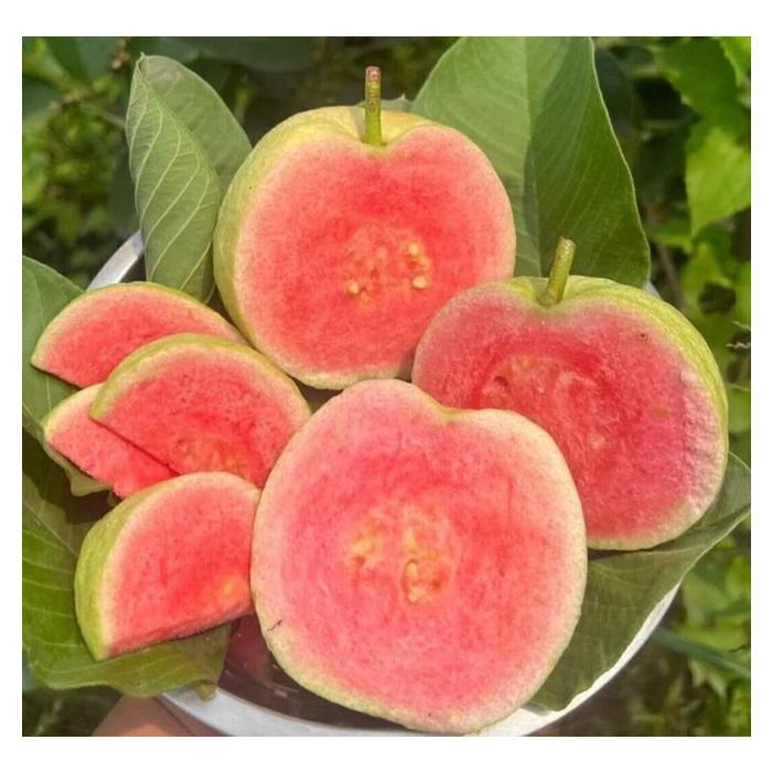 500 Red Psidium guajava Seeds, Red Guava Fruit Seeds, Red guava Seeds – Seeds And Smiles - Buy ...
