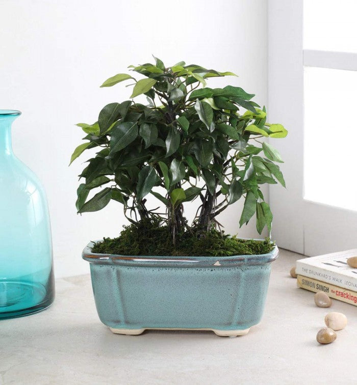 Bonsai Seeds — Seeds And Smiles - Buy Top Quality Seeds With Free ...