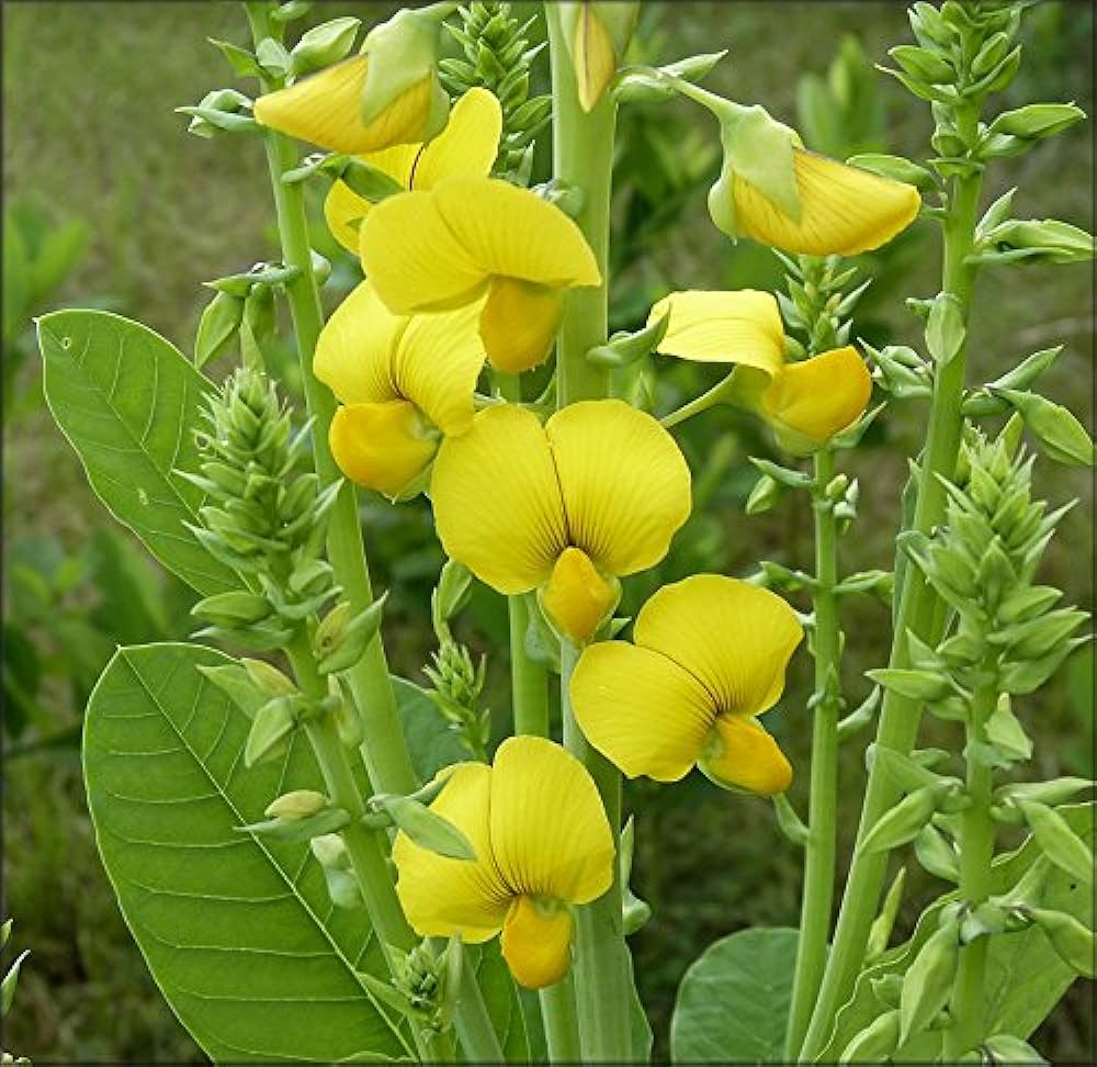 50 Crotalaria spectabilis Seeds, Showy Rattlepod Seeds, Rattlebox Seed ...