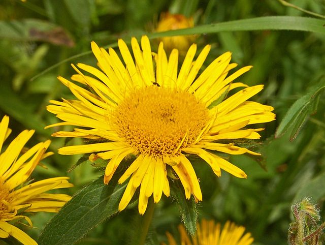 100 Inula racemosa Seeds, Pushkarmool Seeds — Seeds And Smiles - Buy ...