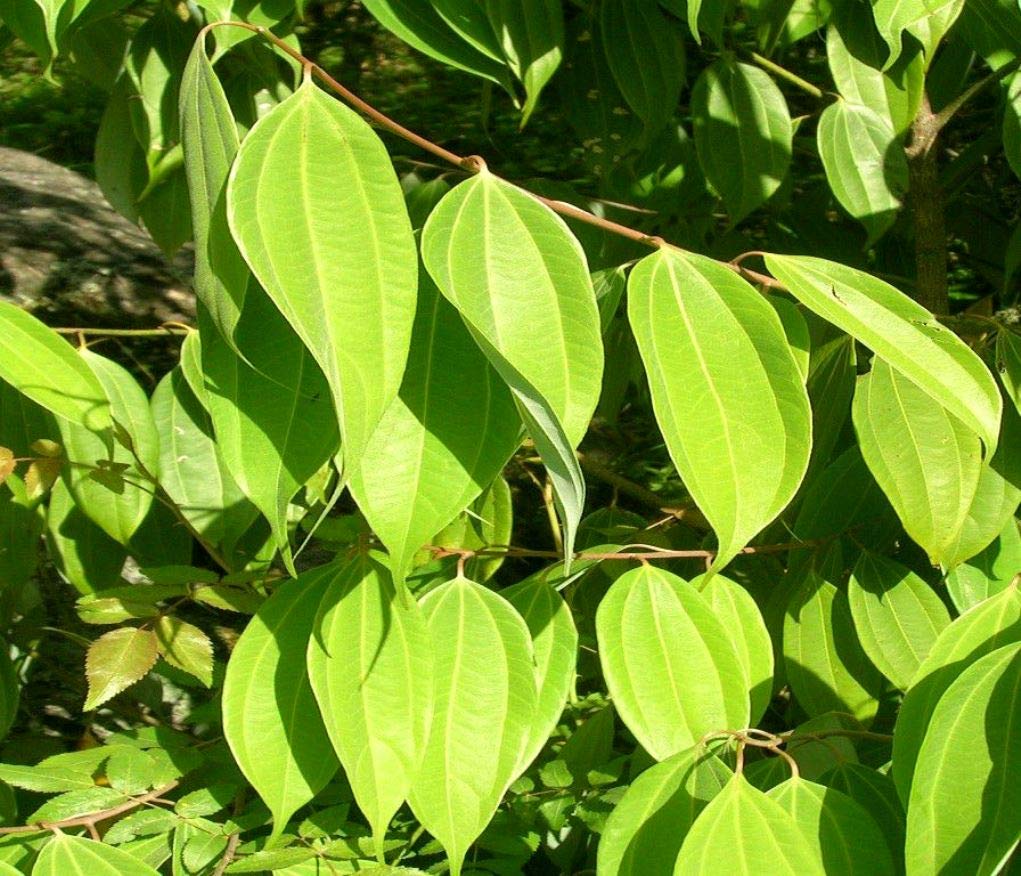 20 Cinnamomum tamala Seeds, Indian bay leaf Seeds, Tejpata Seeds ...