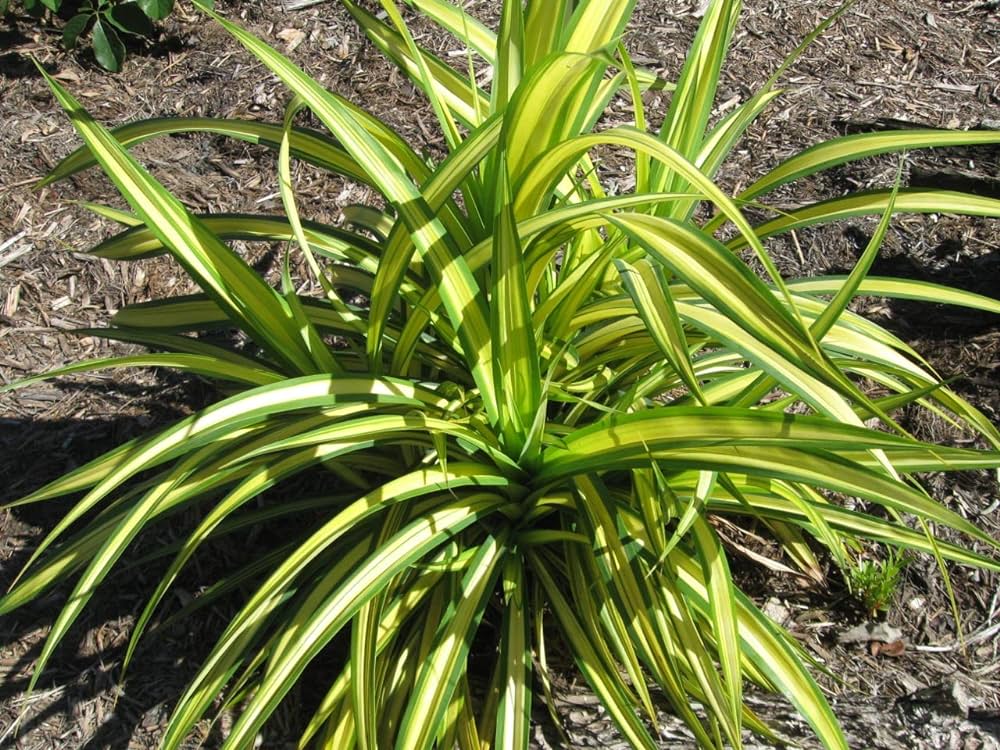 50 Pandanus baptistii variegata Seeds , Variegated Dwarf Pandanus ...