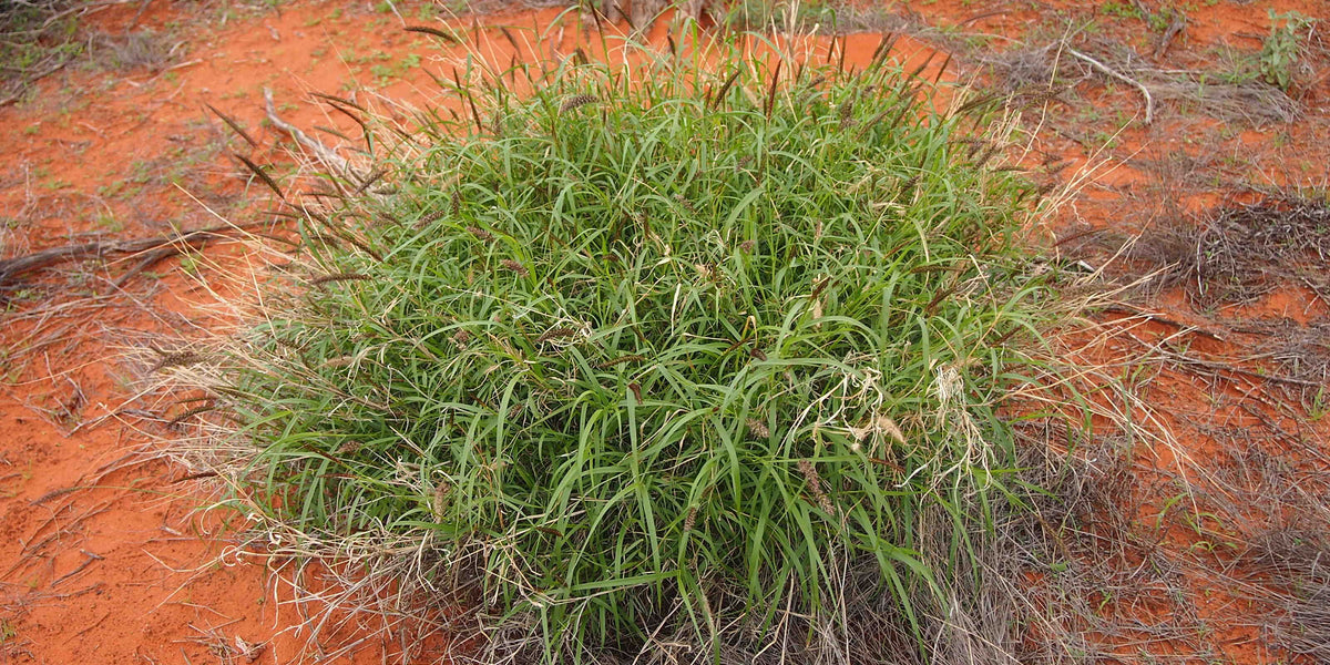 200 Cenchrus ciliaris Seeds, Buffelgrass Seeds — Seeds And Smiles - Buy ...