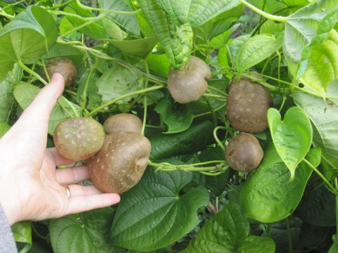 25 Dioscorea oppositifolia Seeds, Chinese Wild Yam Seeds, Cinnamon Vin ...