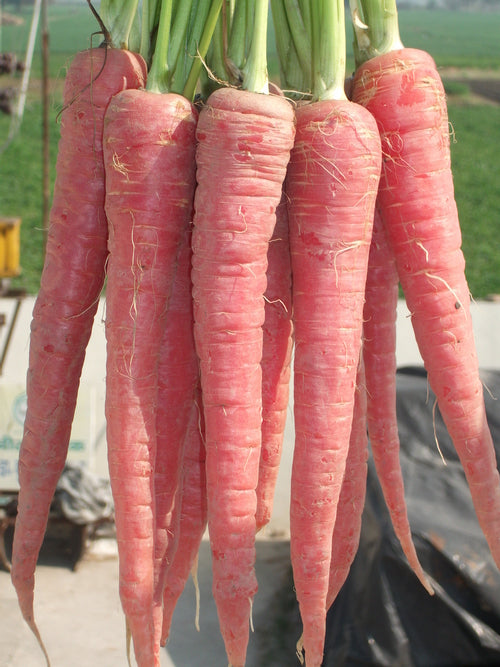 100 Pusa Rudhira Red Carrot Seeds. Exotic Red Carrot Seeds — Seeds And ...