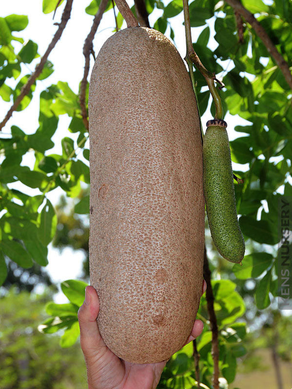 50 Kigelia africana Seeds,sausage tree Seeds , Sausage tree Seeds, Afr ...