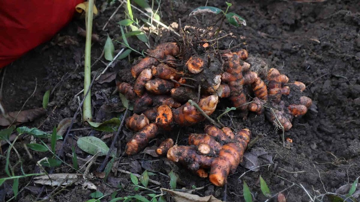 10 Curcuma longa var. Lakadong, Curcuma Lakhadong Rhizomes. Phytosanit ...
