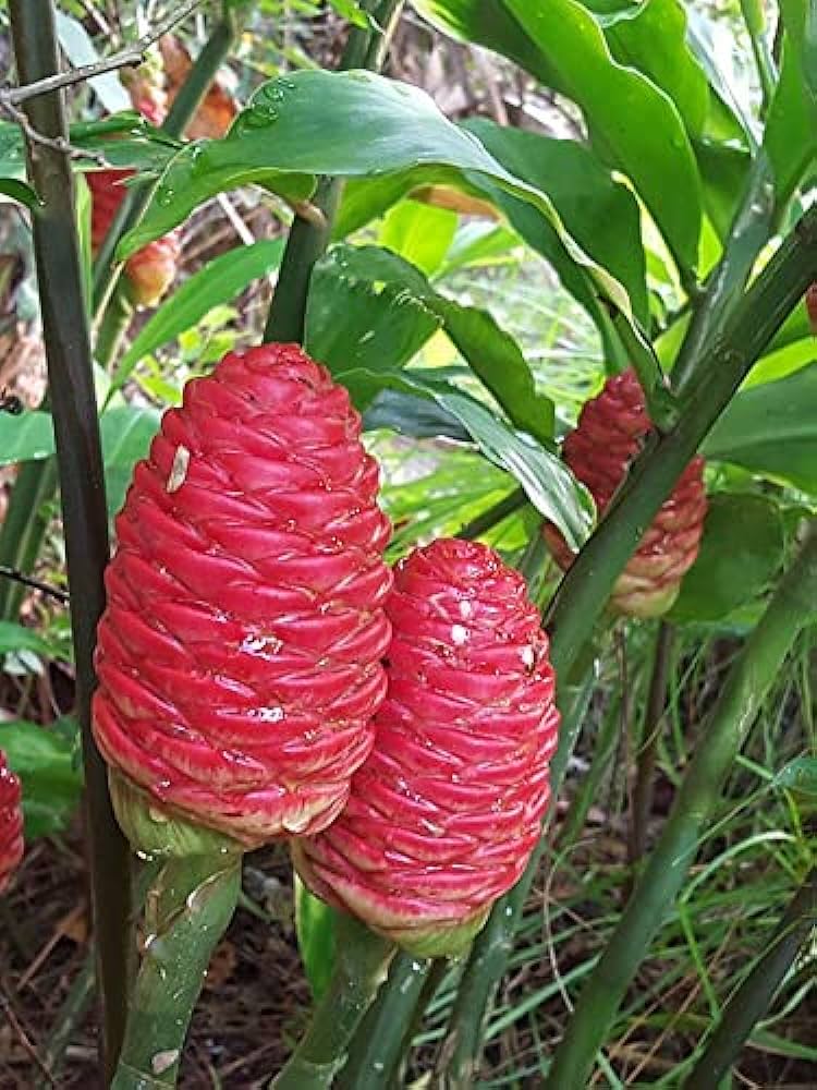 15 Zingiber zerumbet Seeds . Shampoo Ginger, Pinecone ginger Seeds. Le ...