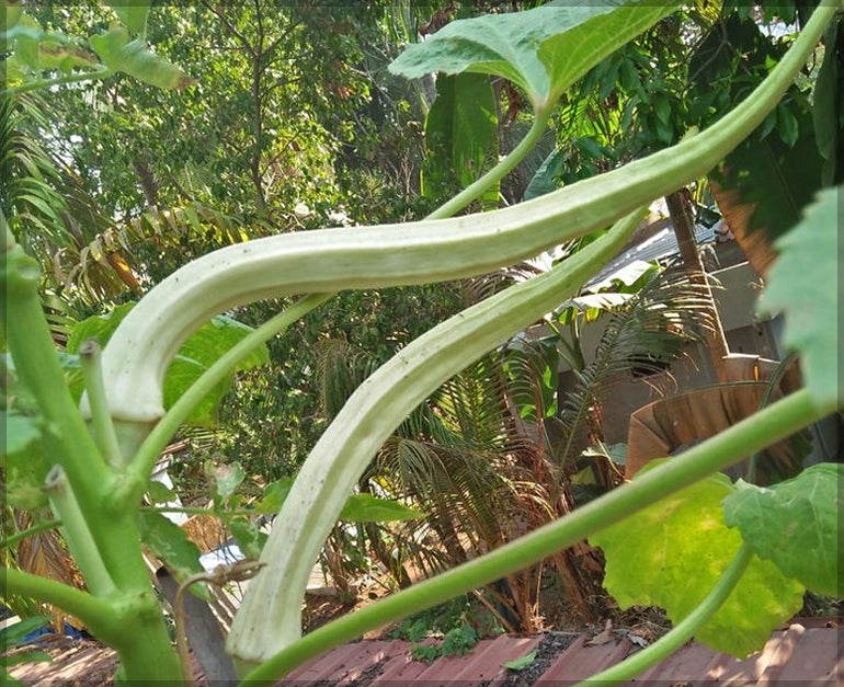 25 Elephant tusk okra Seeds, Lady Finger/Bhendi) Heirloom Seeds, Aanai ...