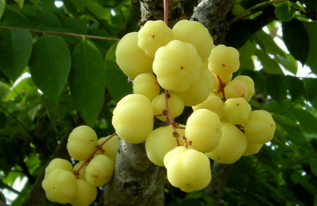 15 Phyllanthus acidus Seeds, Thai Star Gooseberry Seeds, Exotic Gooseb ...