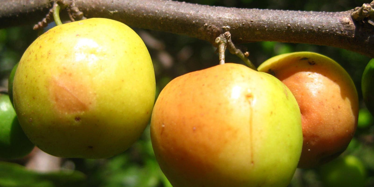 25 Ziziphus mauritiana Seeds, Ber Seeds , Chinese Apple Seeds , Jujube ...