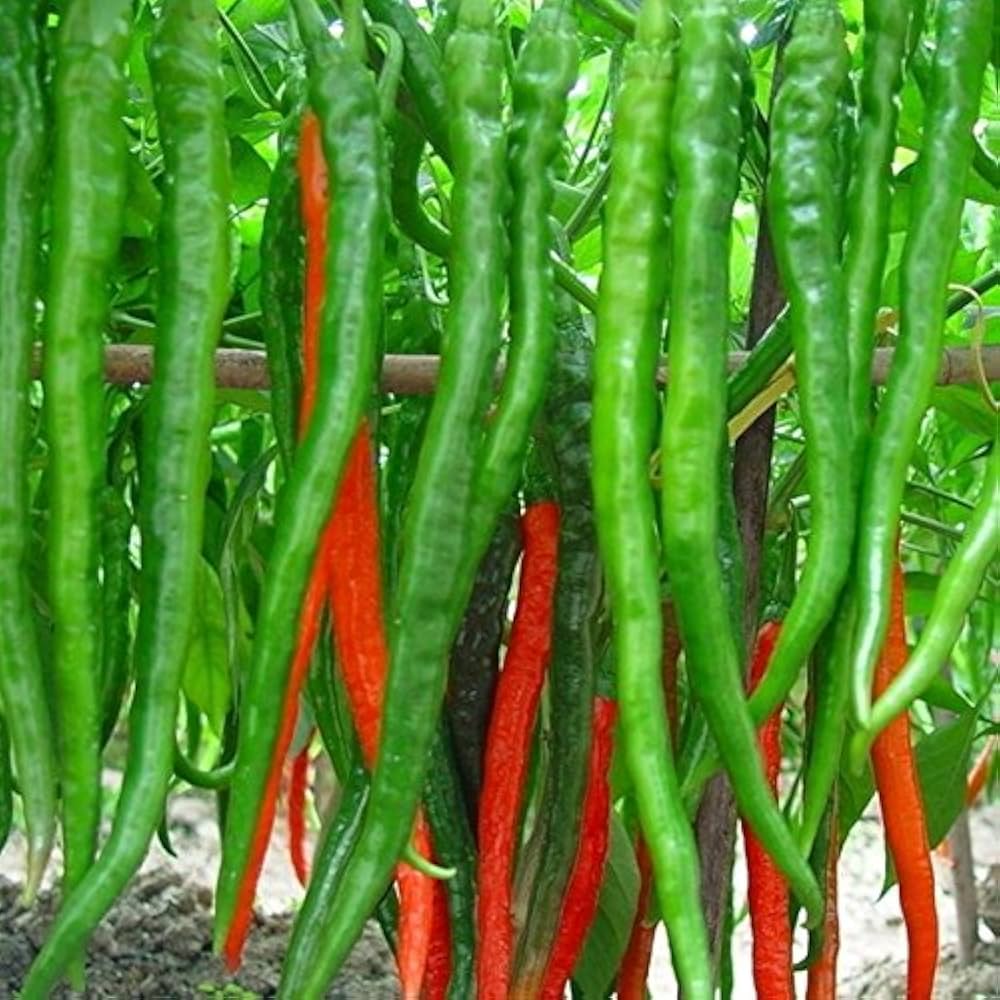 50 Chilli Long Green Seeds, Non-Gmo Green Chilli Seeds, | Seeds And ...