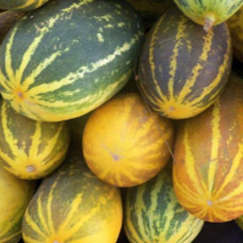25 Sambar Cucumber Seeds, Dosakkai Cucumber Seeds, Non -Gmo Seeds ...