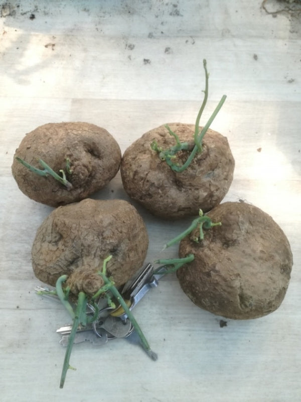 Big Stephania Rotundifolia bulb ,Mountain Turtle Plant Bulb, Stephania ...
