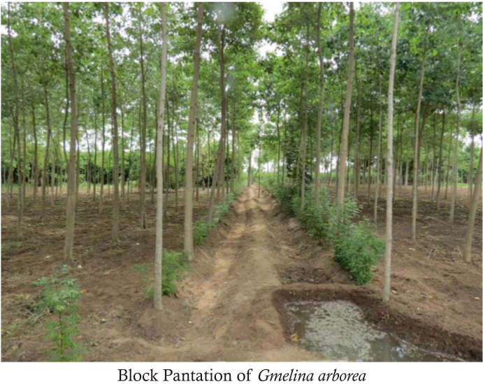 50 Seeds Gmelina arboream , Malina Tree Seeds – Seeds And Smiles - Buy ...