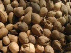 50 Seeds Gmelina arboream , Malina Tree Seeds — Seeds And Smiles - Buy ...