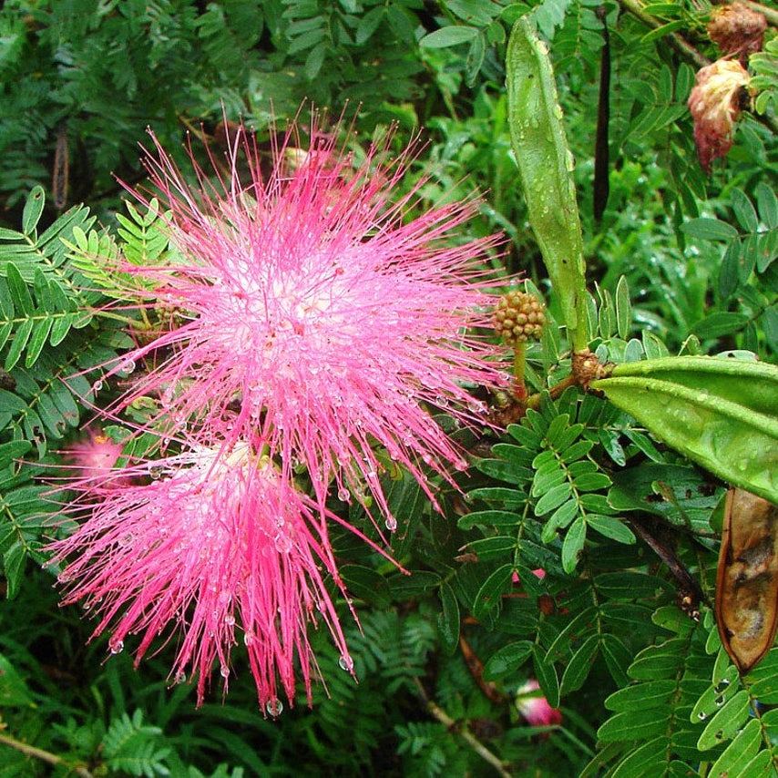 50 Samanea saman Seeds ,Rain Tree Seeds ,Monkey Pod Tree Seeds, French ...