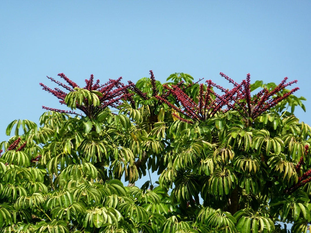 100 Schefflera actinophylla Seeds , Octopus Tree, Tupidanthus calyptra ...