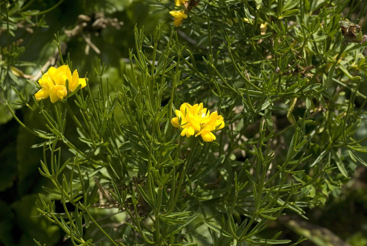20 Genista radiata Seeds . Rayed Broom Seeds, Rare And Hard To Find Se ...