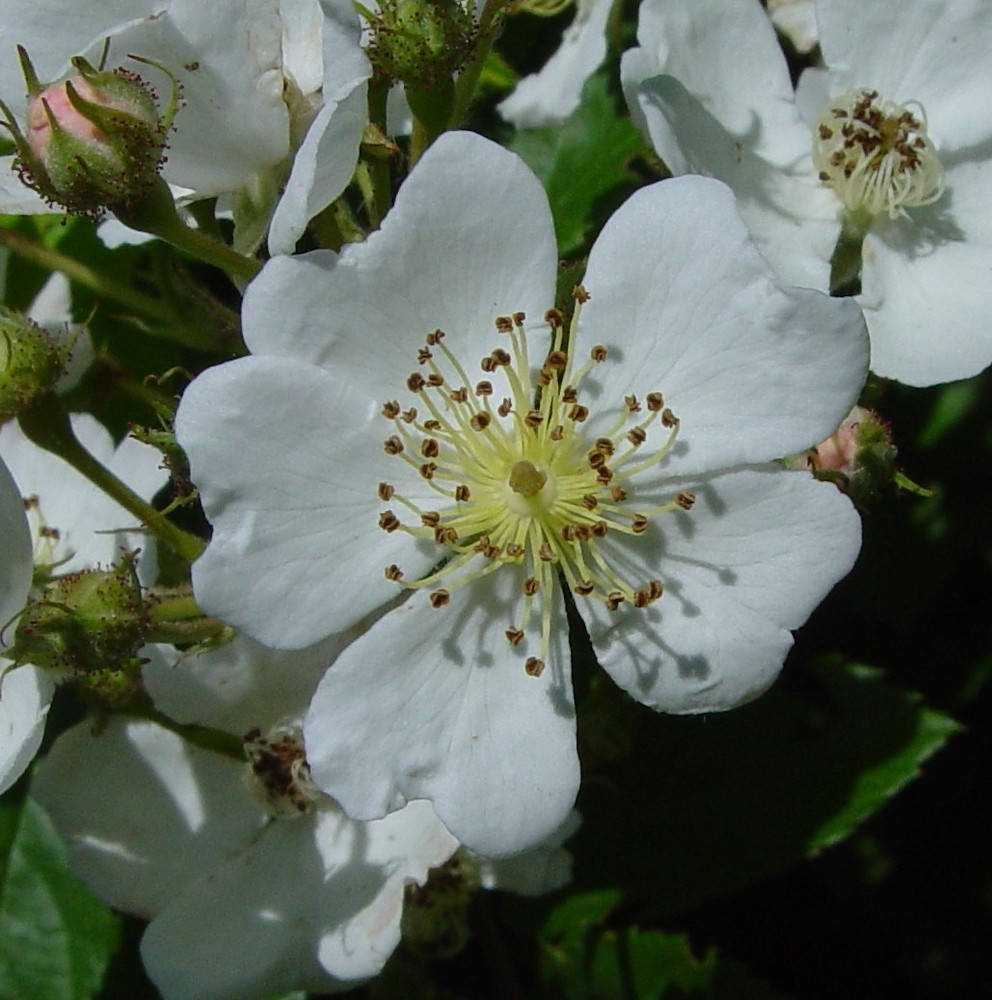 25 Rosa multiflora Seeds,Rosa polyantha Seeds — Seeds And Smiles - Buy ...