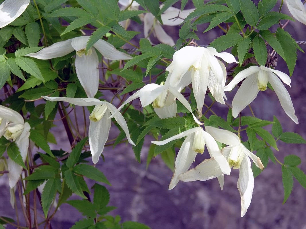 20 Seeds Clematis sibirica Seeds, Siberian Clematis Seeds – Seeds And ...