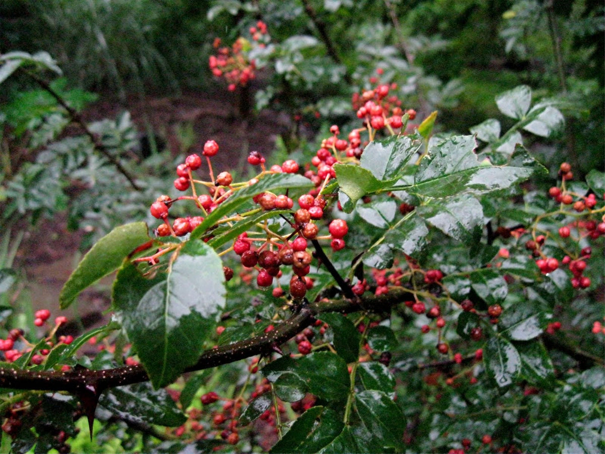 100 Seeds Zanthoxylum armatum Seeds, Winged Prickly Ash, Nepal Pepper ...