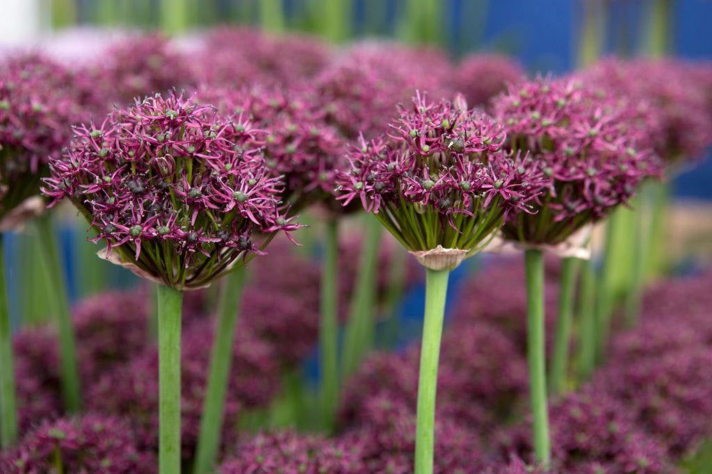 20 Allium atropurpureum Seeds, Ornamental Allium Dark Maroon Allium ...