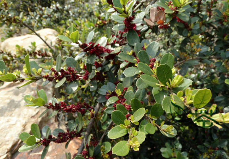 100 Distylium racemosum, Evergreen Witch Hazel, Isu Tree Seeds — Seeds ...