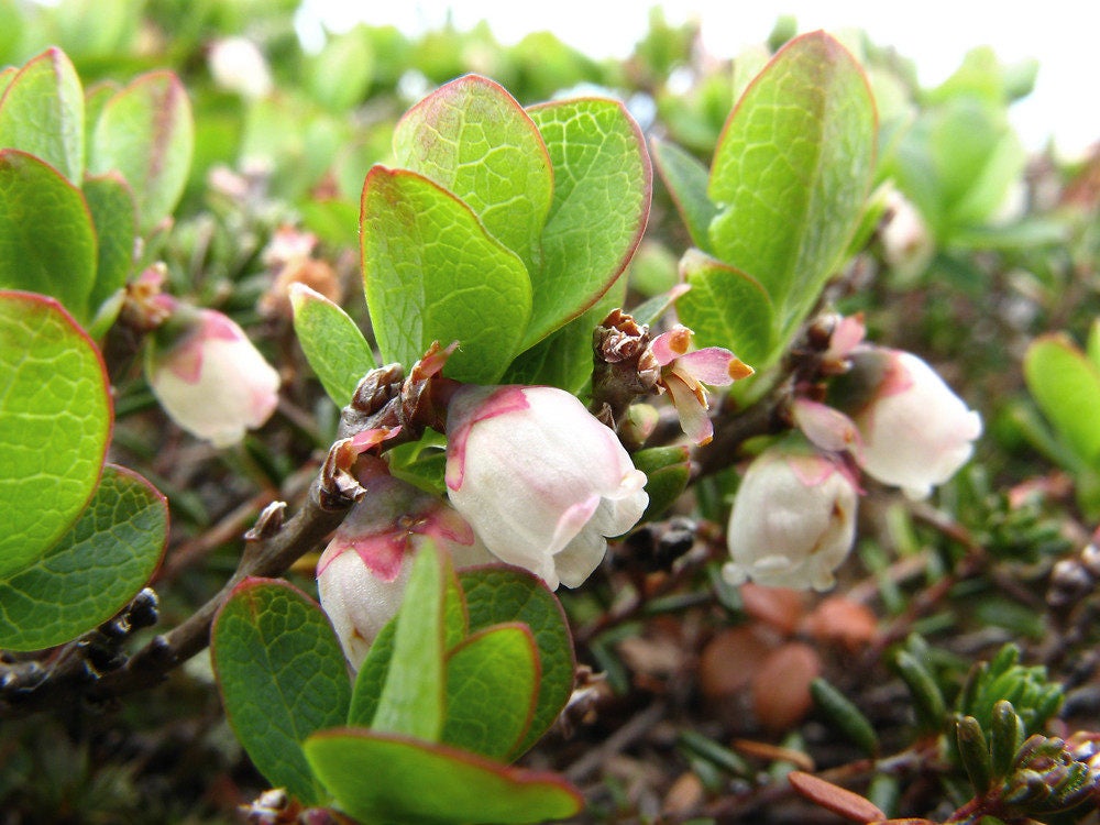 Myrtillus Plants Vaccinium Uliginosum Fresh Seeds, Bog Bilberry, Bog ...