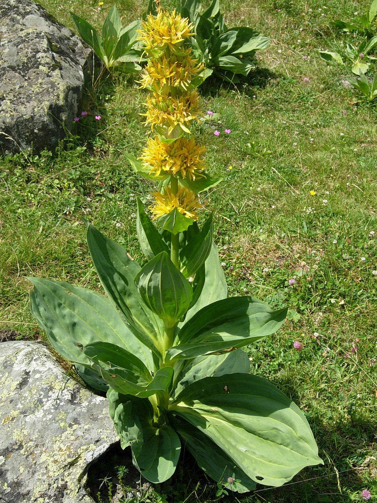 25 Seeds Gentiana lutea Seeds, great yellow gentian Seeds — Seeds And ...