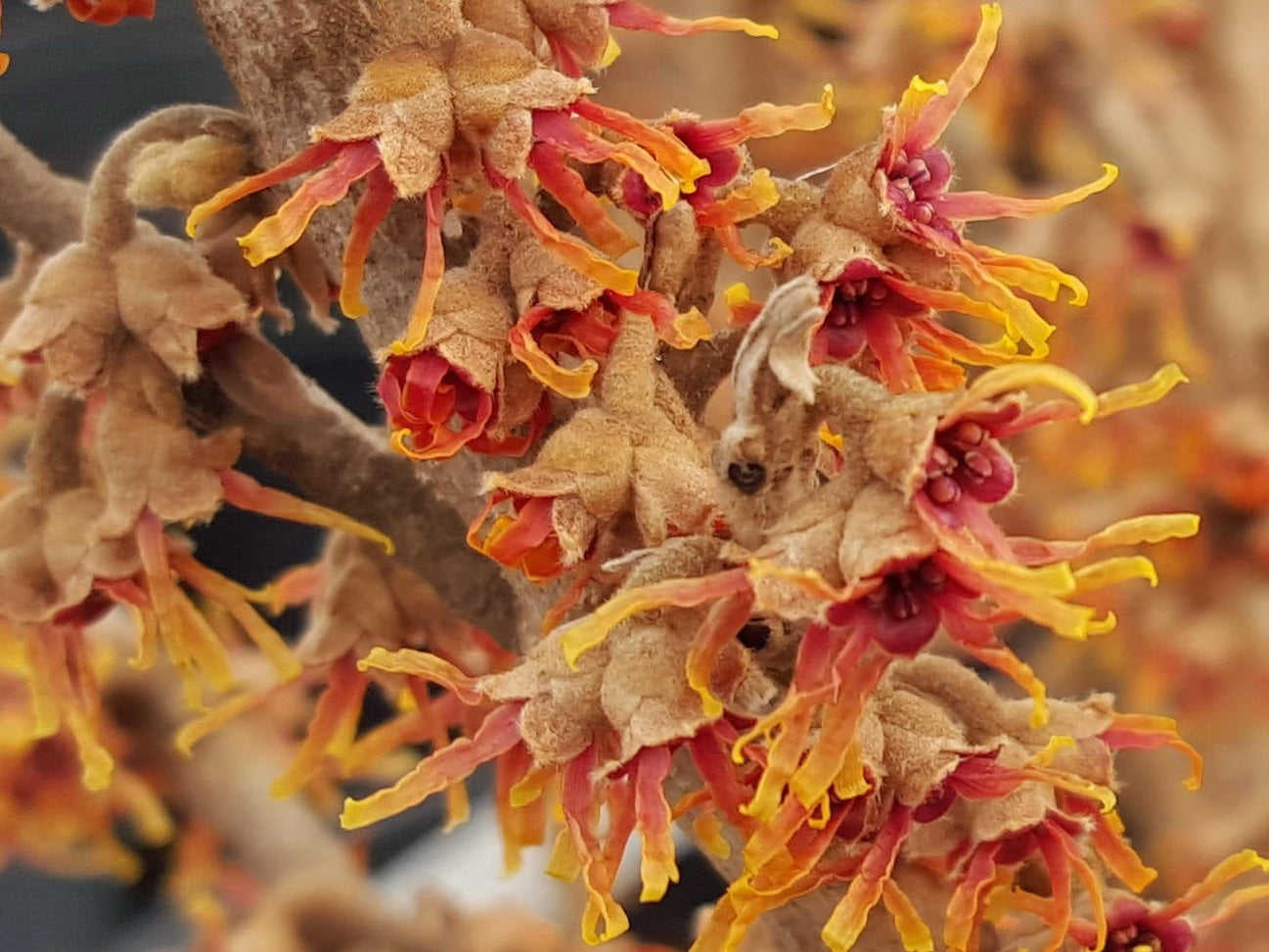10 Hamamelis vernalis Seeds, Ozark witch hazel, Hamamelis Seeds — Seeds ...