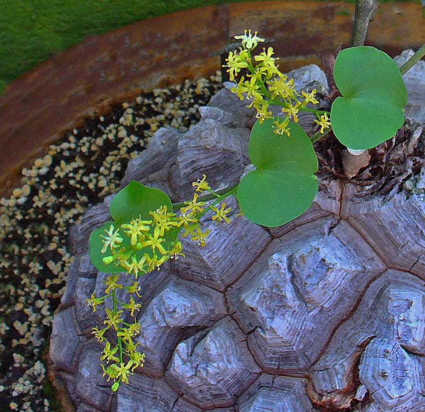 10 Dioscorea elephantipes Seeds, Elephants foot Seeds, Testudinaria el ...