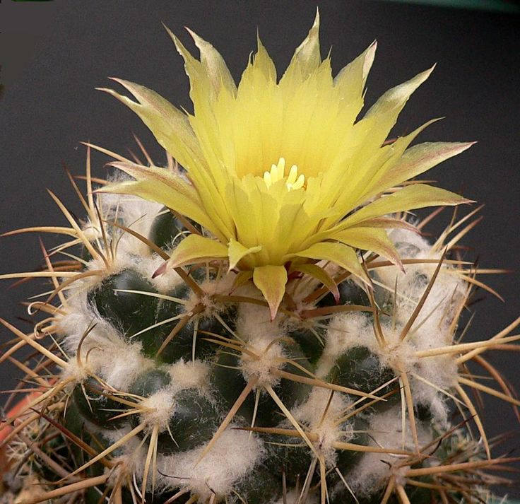 10 Coryphantha pycnacantha Seeds, Exotic Cactus Rare Seeds — Seeds And ...