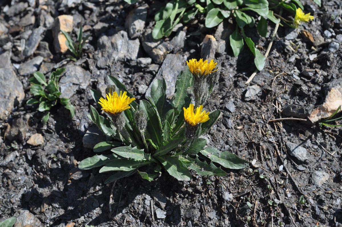 20 Crepis rhaetica Seeds, Crepis Seeds — Seeds And Smiles - Buy Top ...