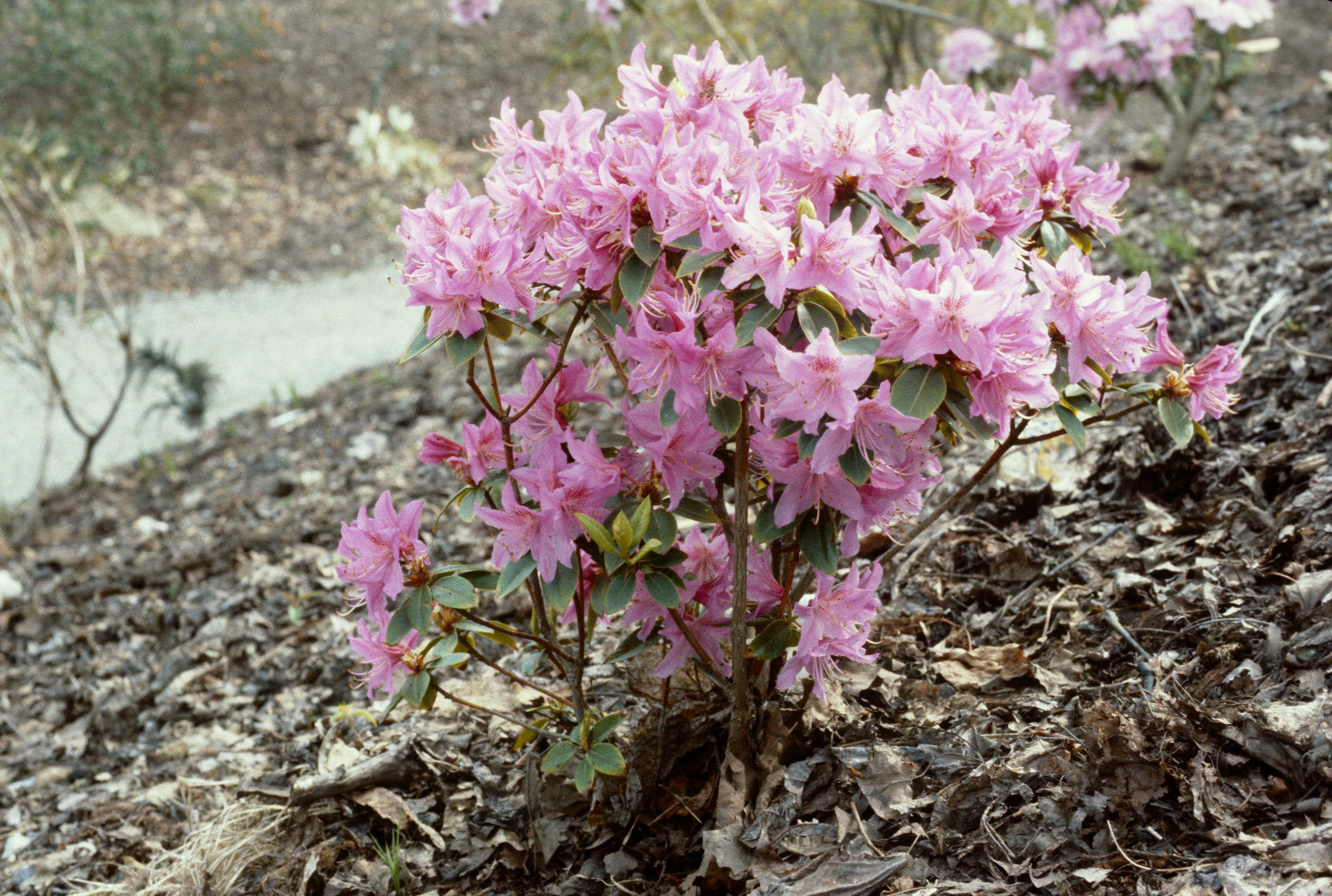 50 + Rhododendron amesiae Seeds, Rhododendron Seeds — Seeds And Smiles ...