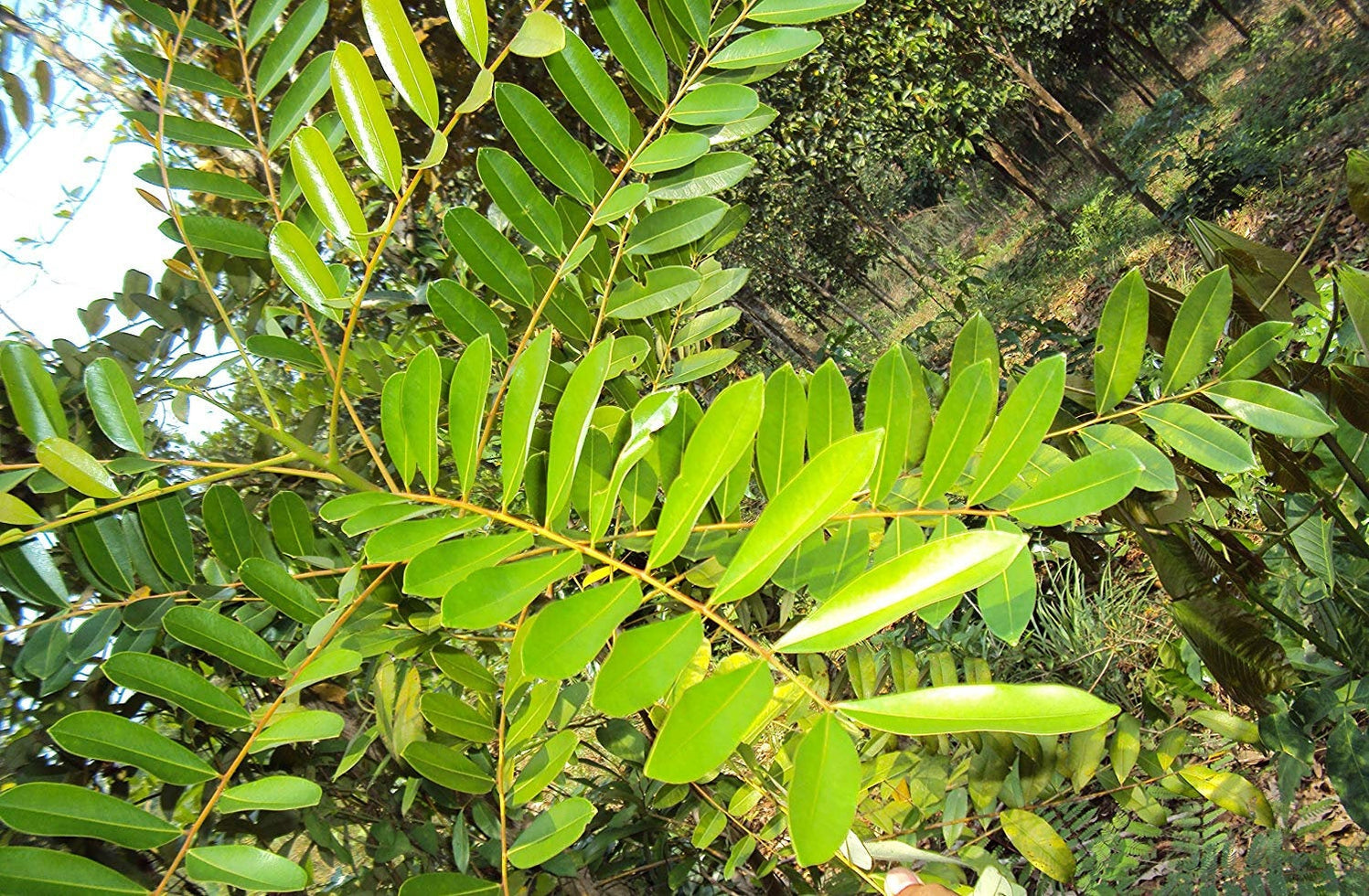25 Simarouba glauca Seeds, Paradise Tree Seeds — Seeds And Smiles - Buy ...