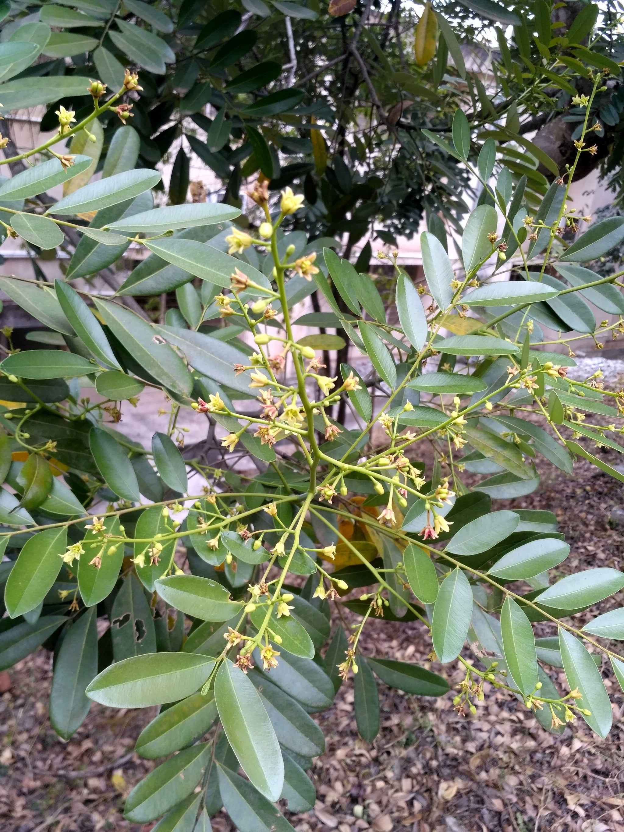 25 Simarouba glauca Seeds, Paradise Tree Seeds – Seeds And Smiles - Buy ...