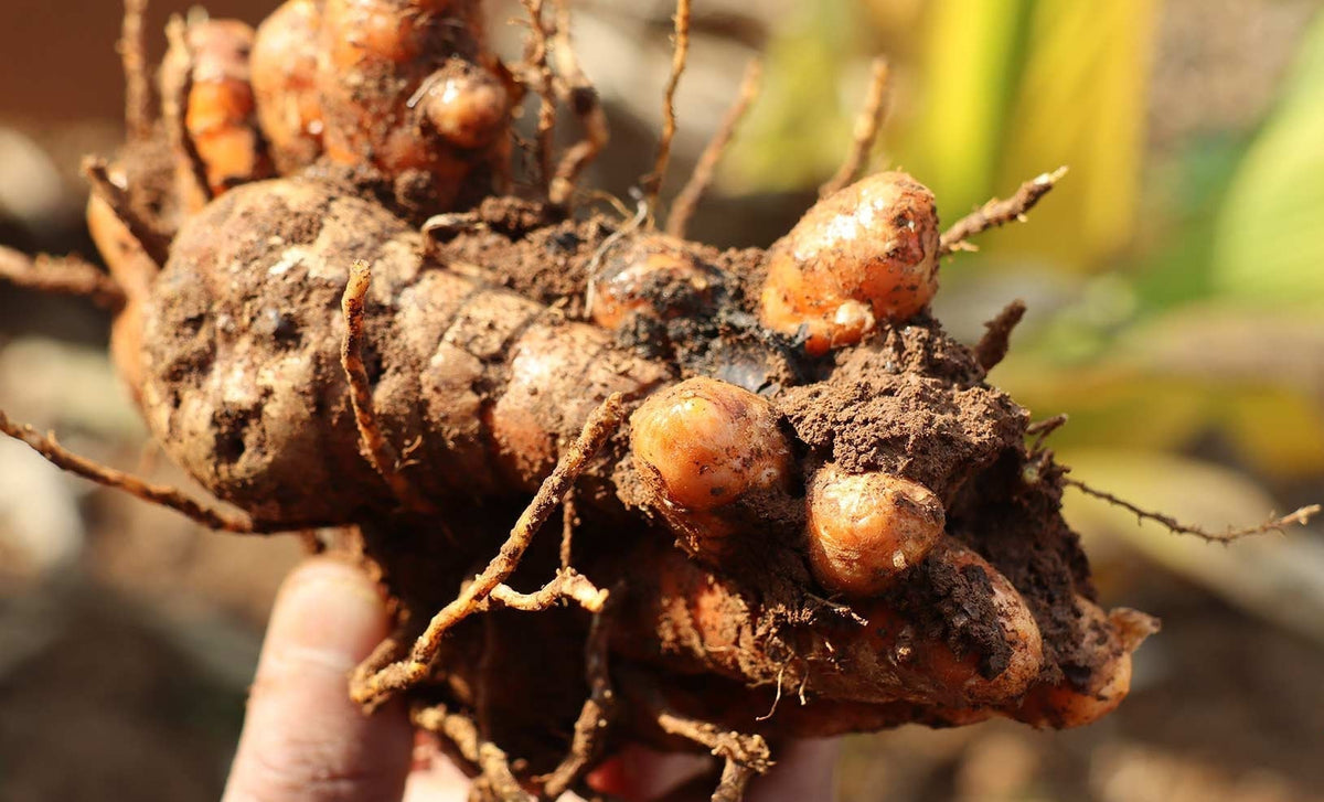 10 Curcuma longa, var. Lakadong, For Growing. Phytosanitary certificat ...