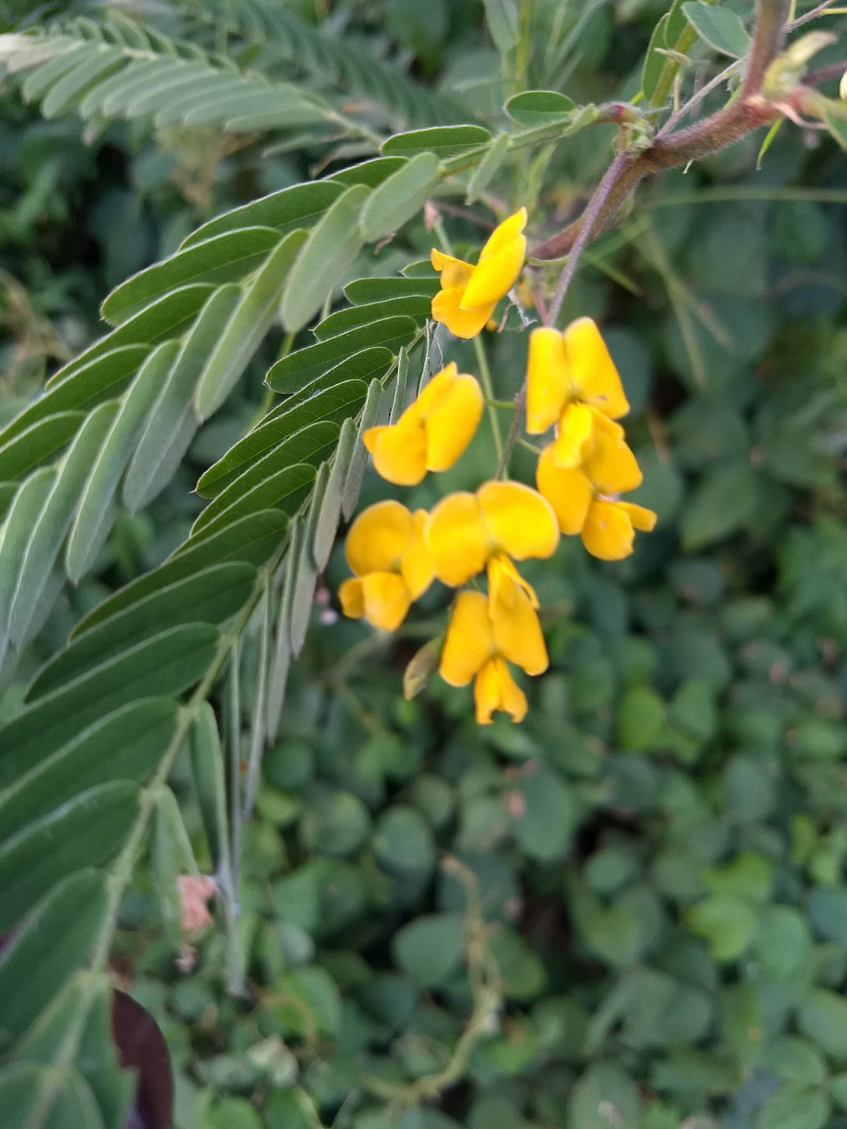 200 Sesbania sesban Seeds,Common sesban Seeds , Egyptian rattle pod, f ...