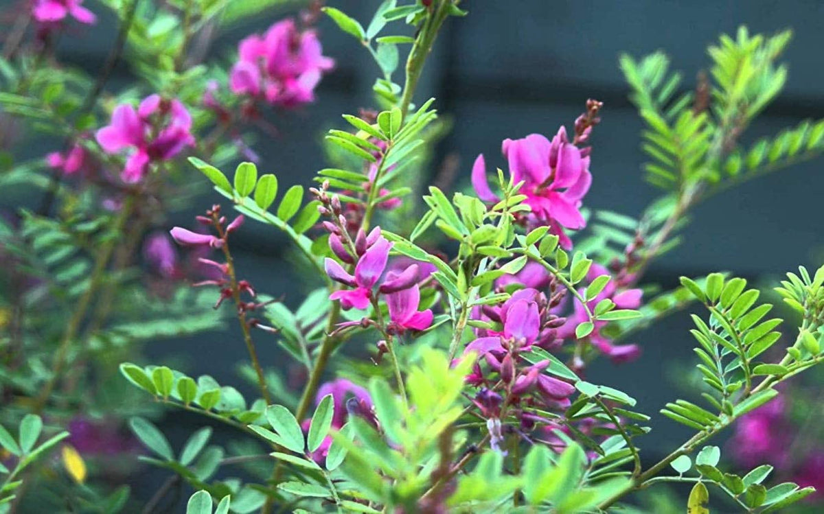 500 Indigofera tinctoria Seeds , True indigo Seeds, Indigo Tree Seeds ...