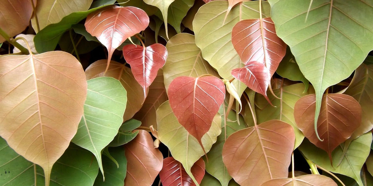 500 Ficus religiosa Seeds , Peepal Tree Seeds, Bo tree Seeds, bodhi tr ...