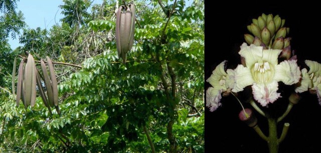 50 Oroxylum indicum Seeds, Broken Bones Tree, Indian Trumpet Flower, T ...