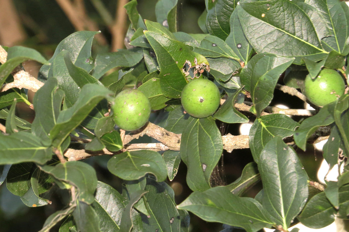 50 Strychnos Potatorum Seeds, Cleaning Nut Tree Seeds , Indian Gum Nut ...