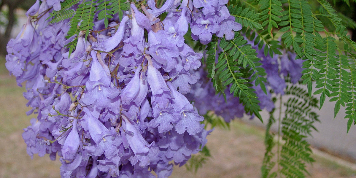 1000 Jacaranda mimosifolia Seeds, Blue Jacaranda Seeds, Blue Flamboyan ...