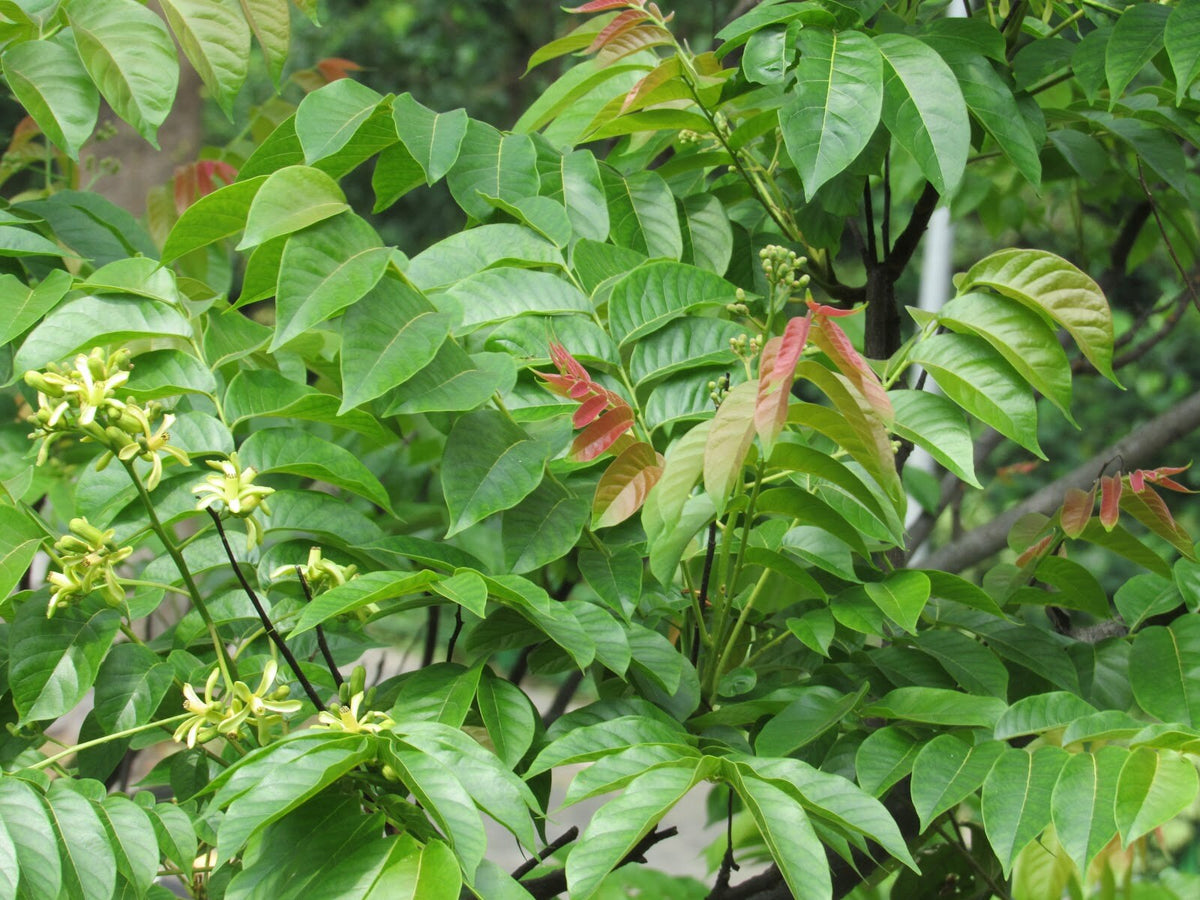 100 Chukrasia tabularis Seeds, Chittagong Wood, Indian Redwood Seeds ...