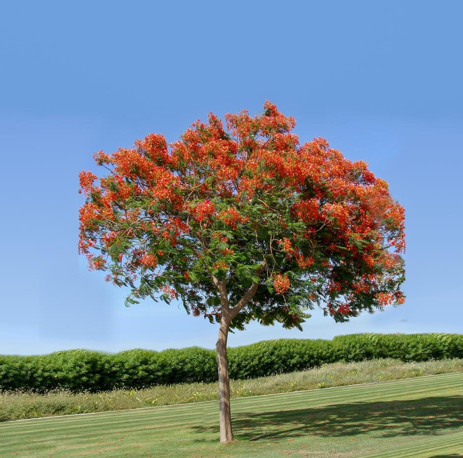 100 Delonix regia Seeds , Flame Tree, Royal Poinciana, Poinciana regia ...
