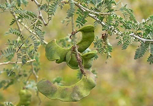 20 Ana tree Seeds, Faidherbia albida Seeds — Seeds And Smiles - Buy Top ...