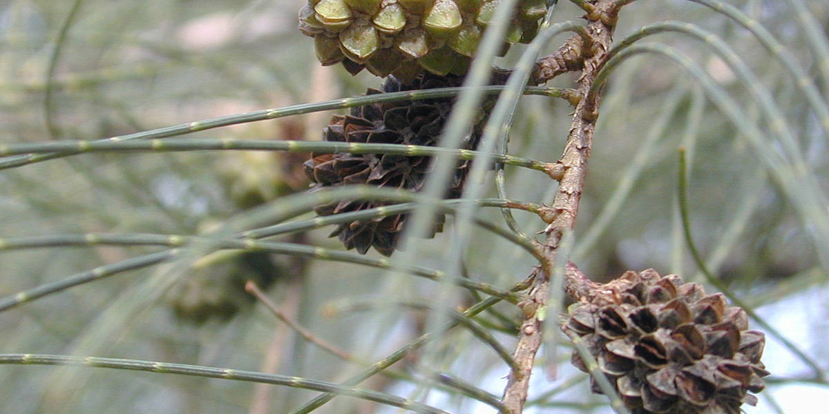 1000 Casuarina equisetifolia, Australian beefwood, beefwood tree, casu ...