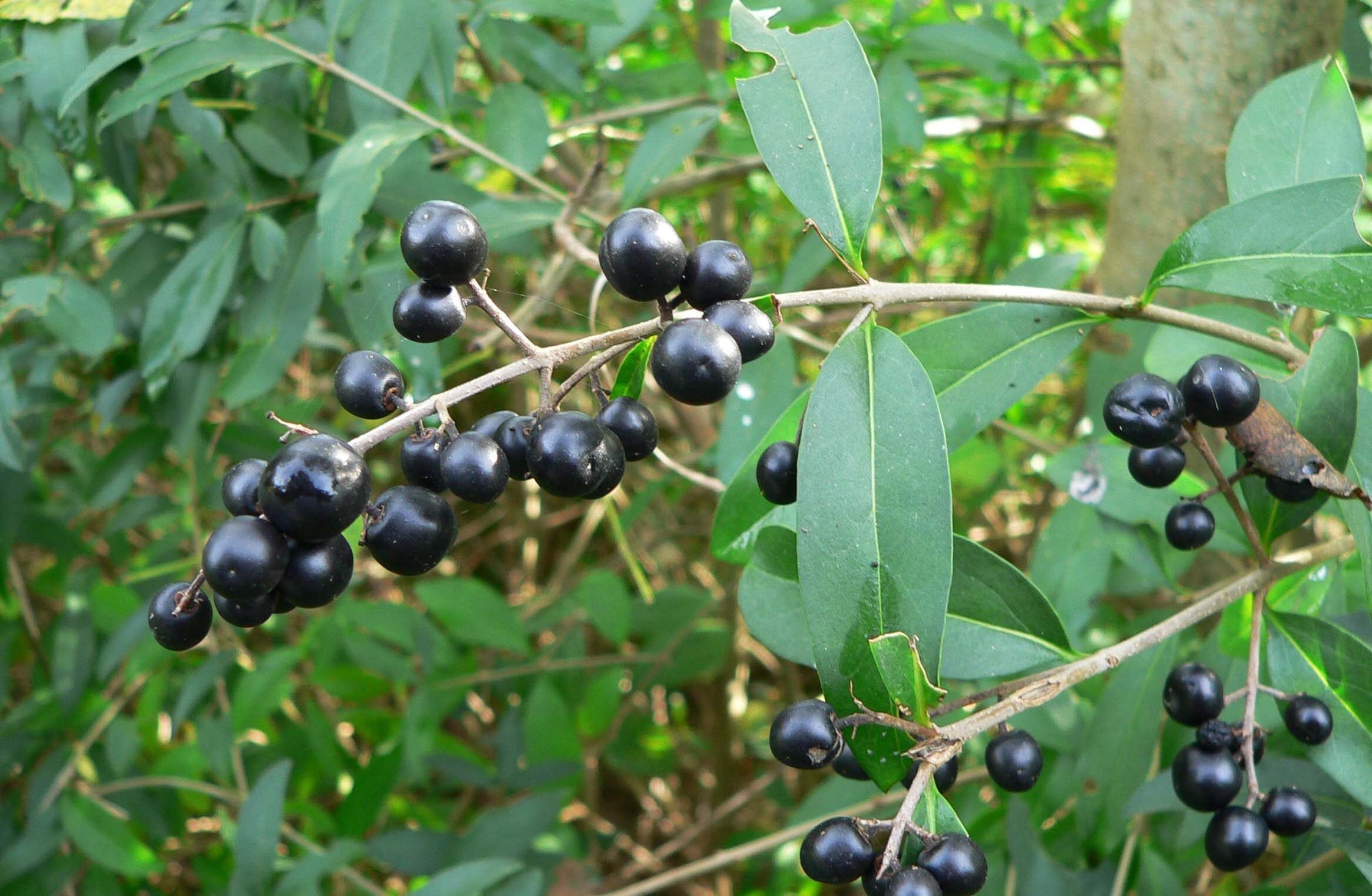 100 Ligustrum vulgare Seeds. Wild privet Seeds, Tree Seeds, Common pri ...