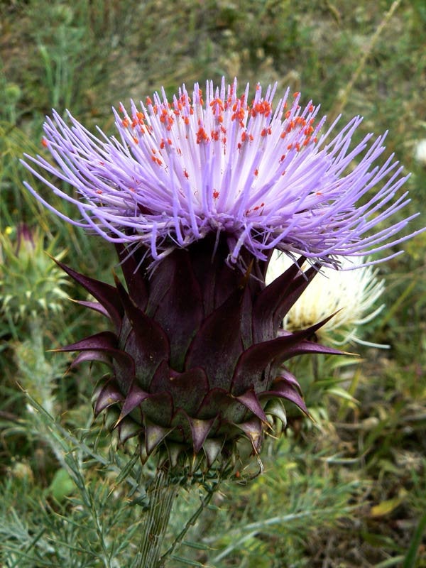5 Cynara humilis Seeds , Wild thistle Seeds — Seeds And Smiles - Buy ...